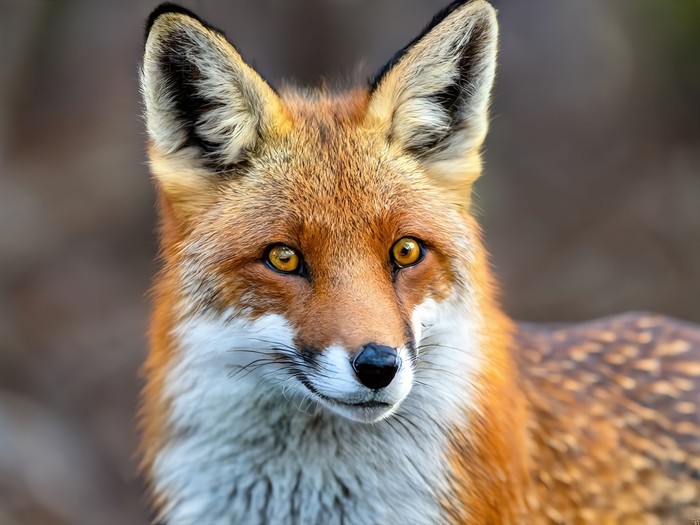 Explore Simulation Models | Try NVIDIA NIM APIs